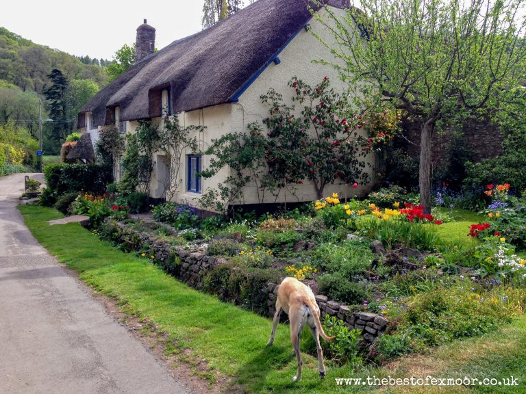 Things to do in Dunster | Visitor Information | The Best of Exmoor