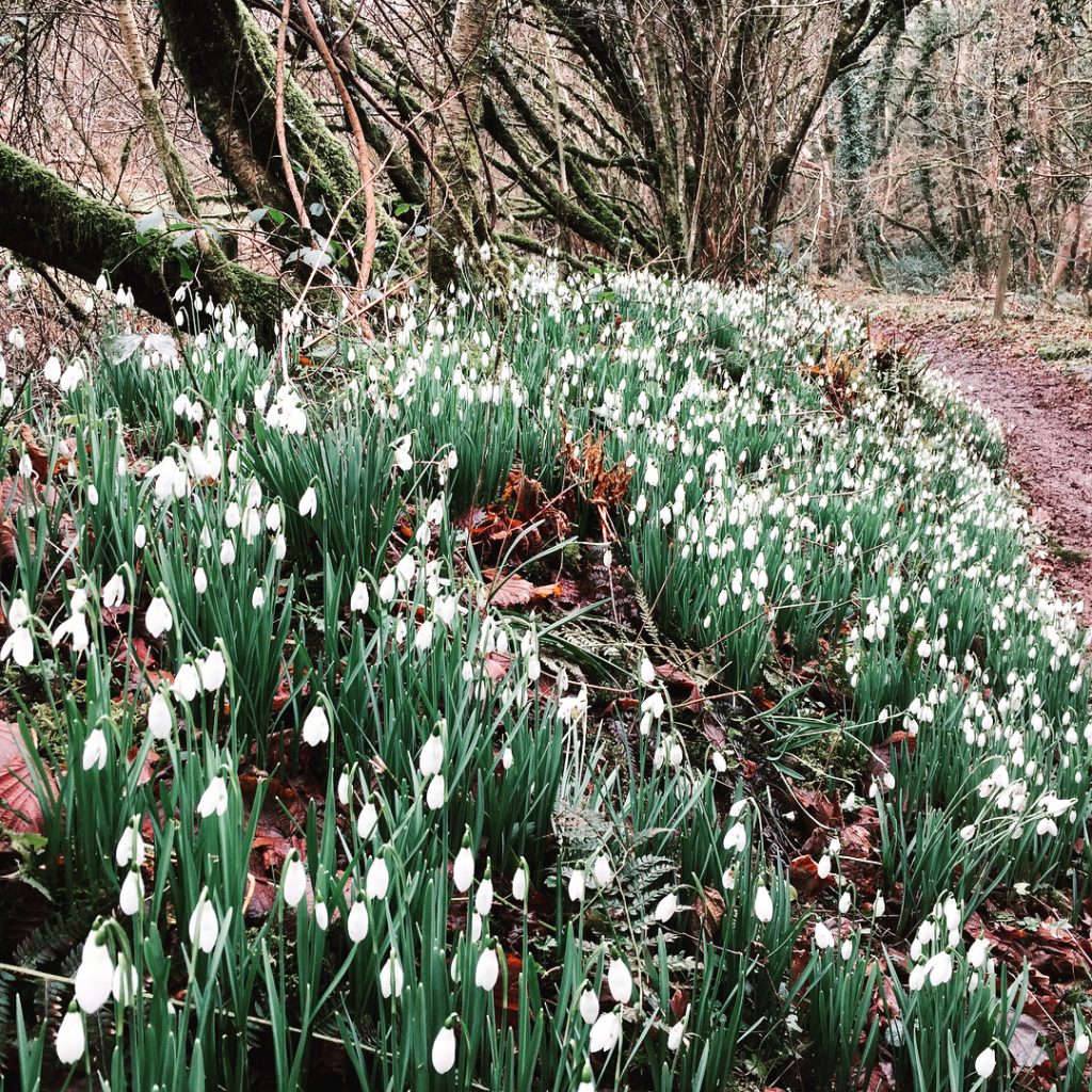 Snowdrop Valley | Visitor Information | The Best of Exmoor Blog