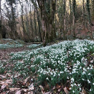 Snowdrop Valley | Visitor Information | The Best of Exmoor Blog