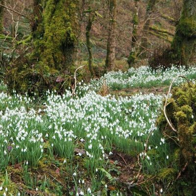 Snowdrop Valley | Visitor Information | The Best of Exmoor Blog