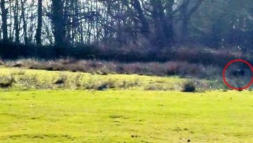 The Beast of Exmoor | What is this mysterious feline?