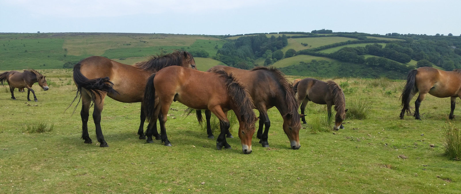 Exmoor Ponies in Exmoor National Park | The Best of Exmoor Blog