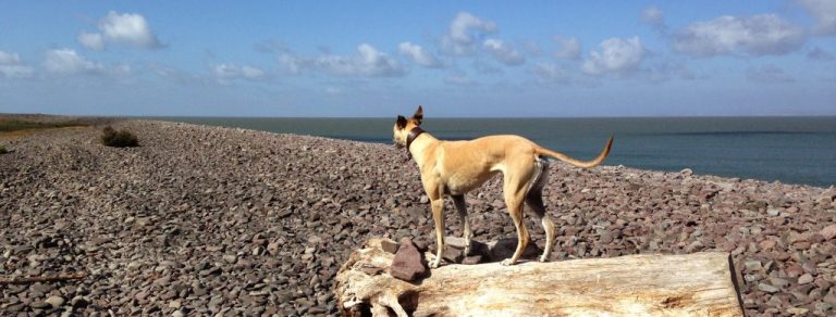 A Dog-Friendly Guide To Exmoor | The Best of Exmoor Blog