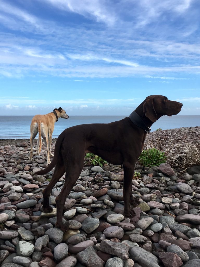 Dog-Friendly Walks on Exmoor