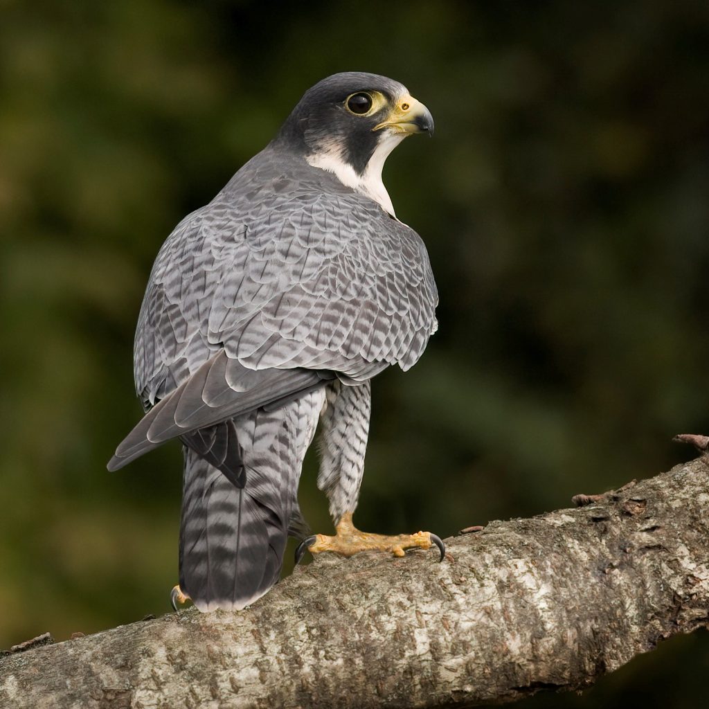 Peregrine Falcon | The Best of Exmoor Blog