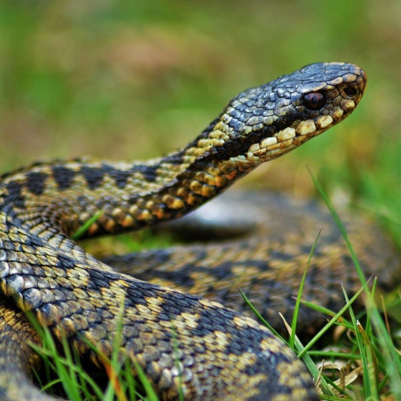 adder side of head | The Best of Exmoor Blog