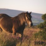 Fauna on the Moor: A Guide to Exmoor's Animals | The Best of Exmoor Blog