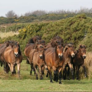 Fauna on the Moor: A Guide to Exmoor's Animals | The Best of Exmoor Blog