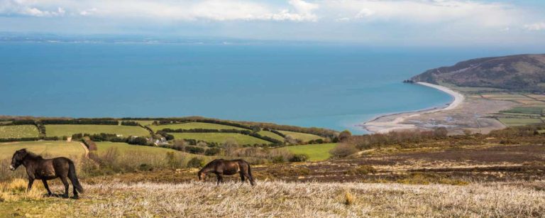 Fauna on the Moor: A Guide to Exmoor's Animals | The Best of Exmoor Blog