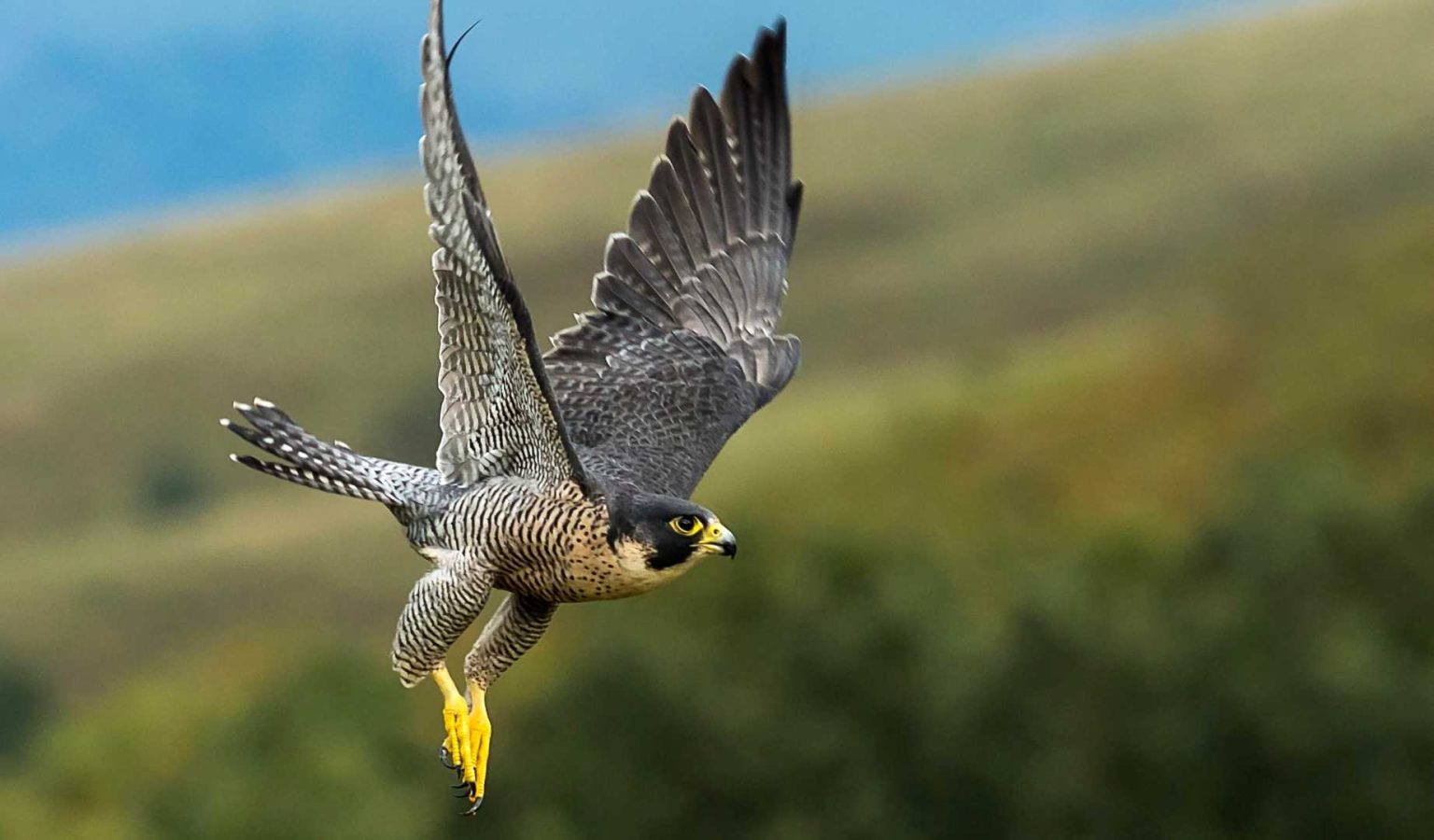 peregrin falcon in flight | The Best of Exmoor Blog