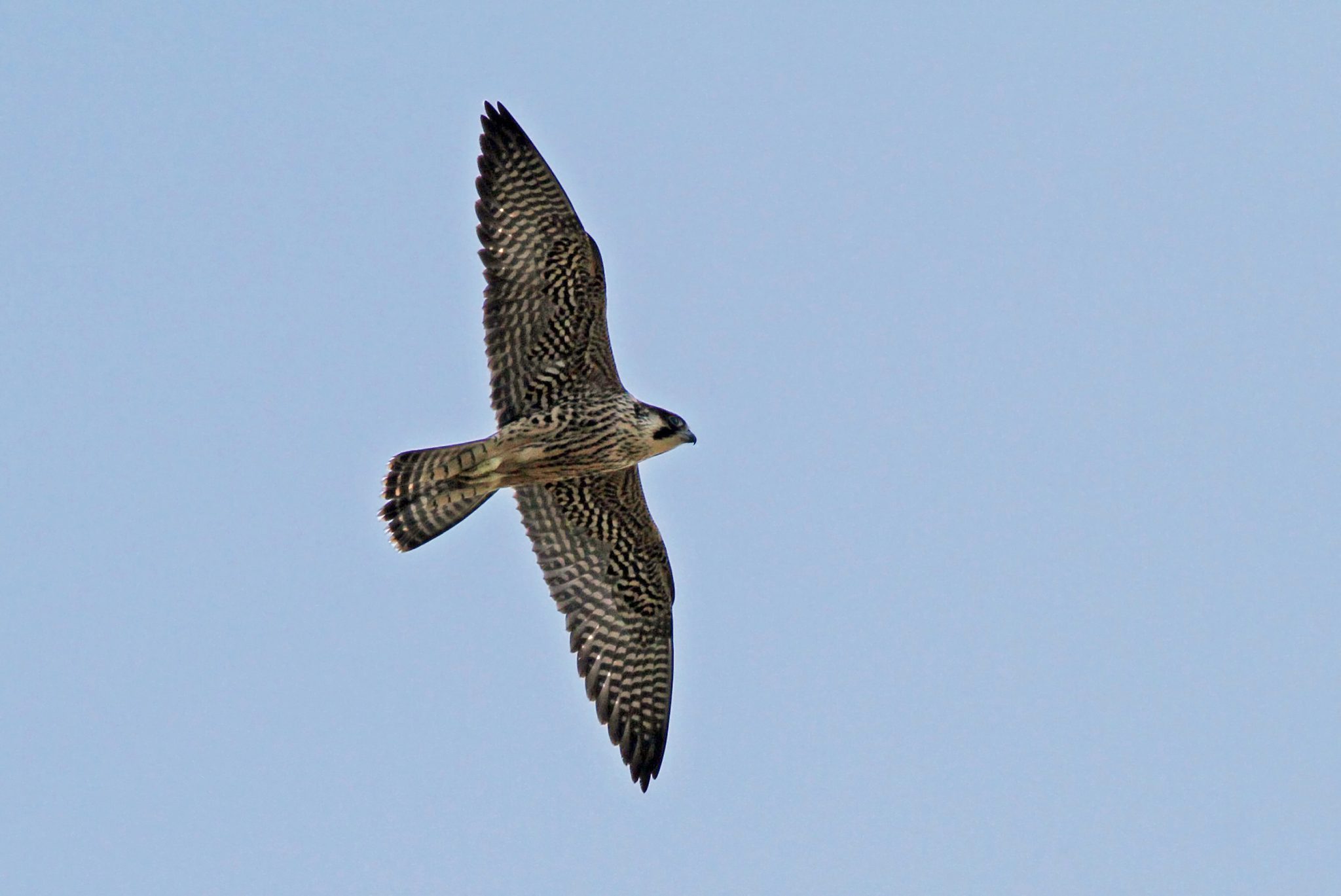 peregrine falcon from below | The Best of Exmoor Blog