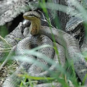 smooth snake coiled | The Best of Exmoor Blog