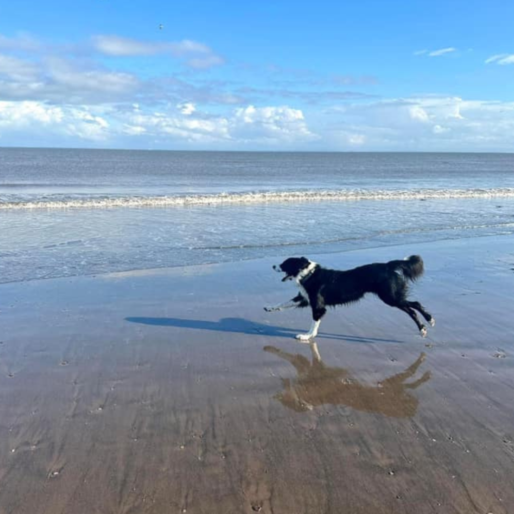Explore Exmoor's Top Dog-Friendly Beaches: A Complete Guide for Pet ...