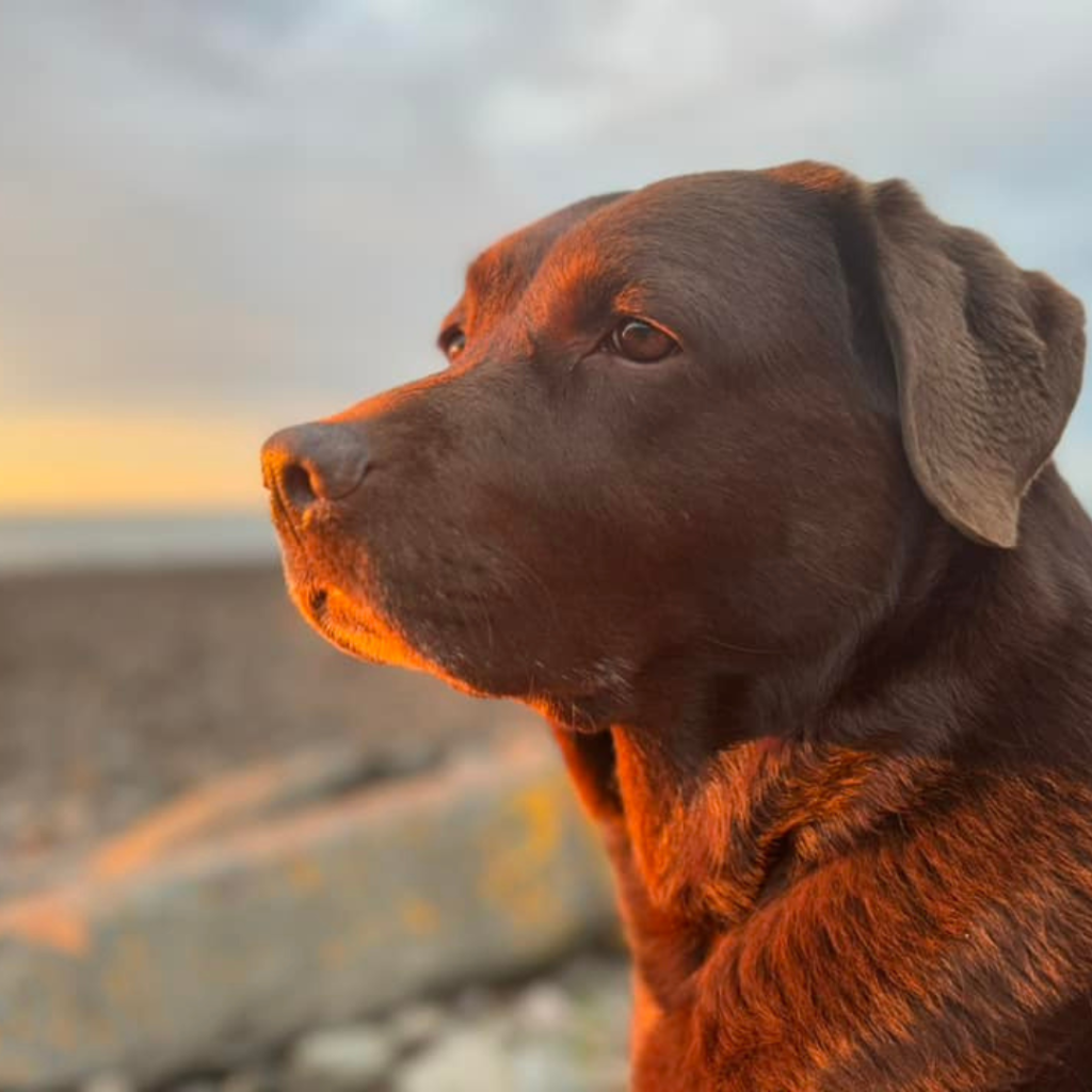 Explore Exmoor's Top Dog-Friendly Beaches: A Complete Guide for Pet ...