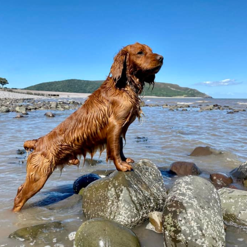 Explore Exmoor's Top Dog-Friendly Beaches: A Complete Guide for Pet ...