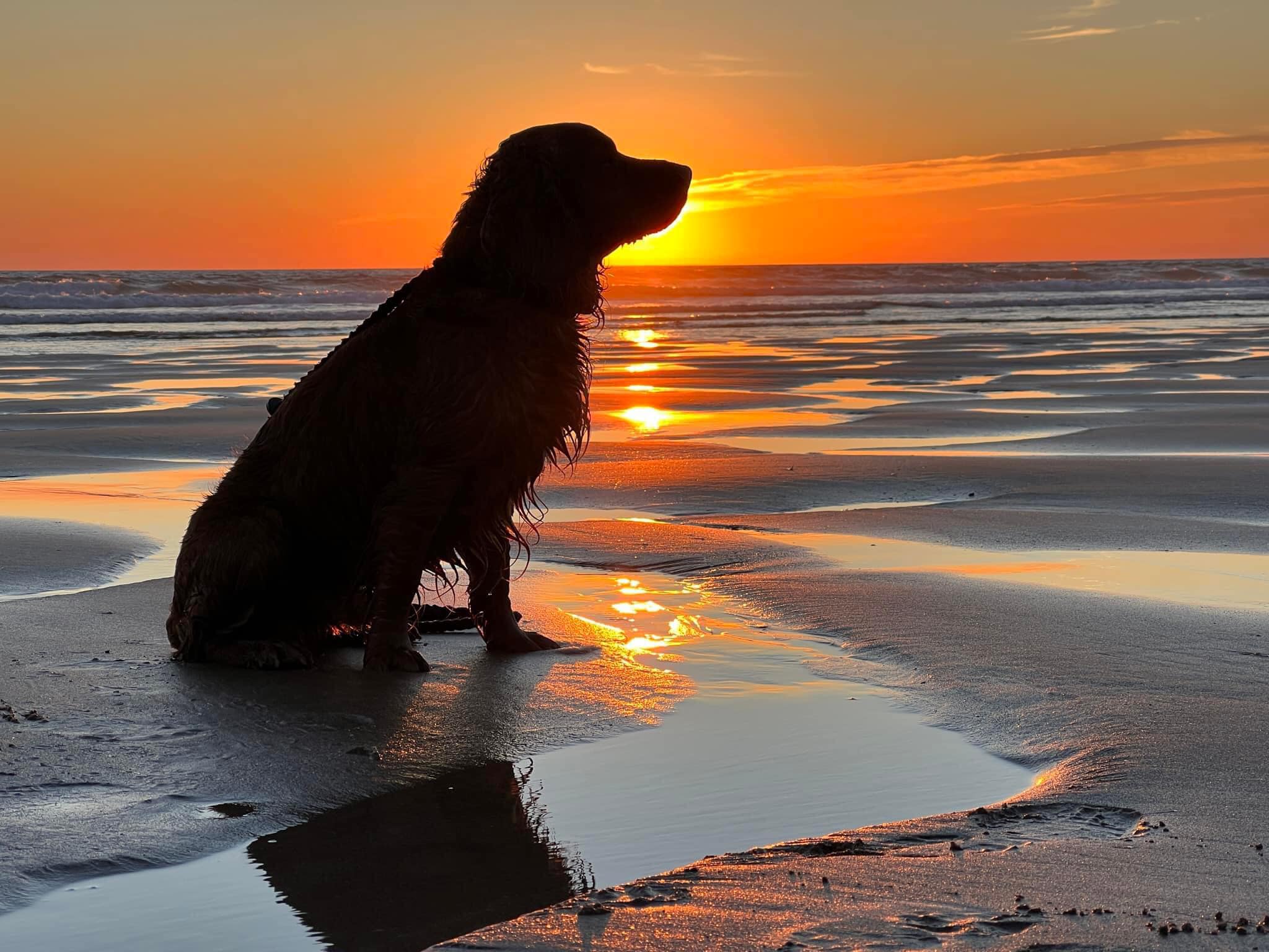 Explore Exmoor's Top Dog-Friendly Beaches: A Complete Guide for Pet ...