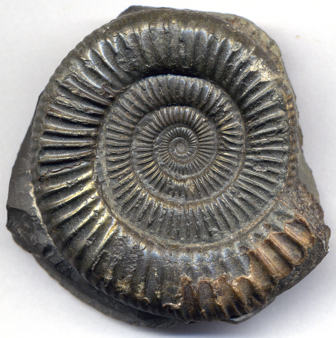 Exploring Fossils on Exmoor | The Best of Exmoor Blog