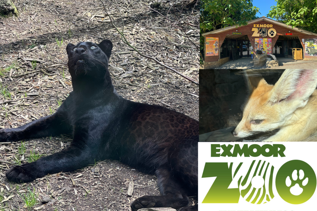 Exmoor Zoo Experience | The Best of Exmoor Blog