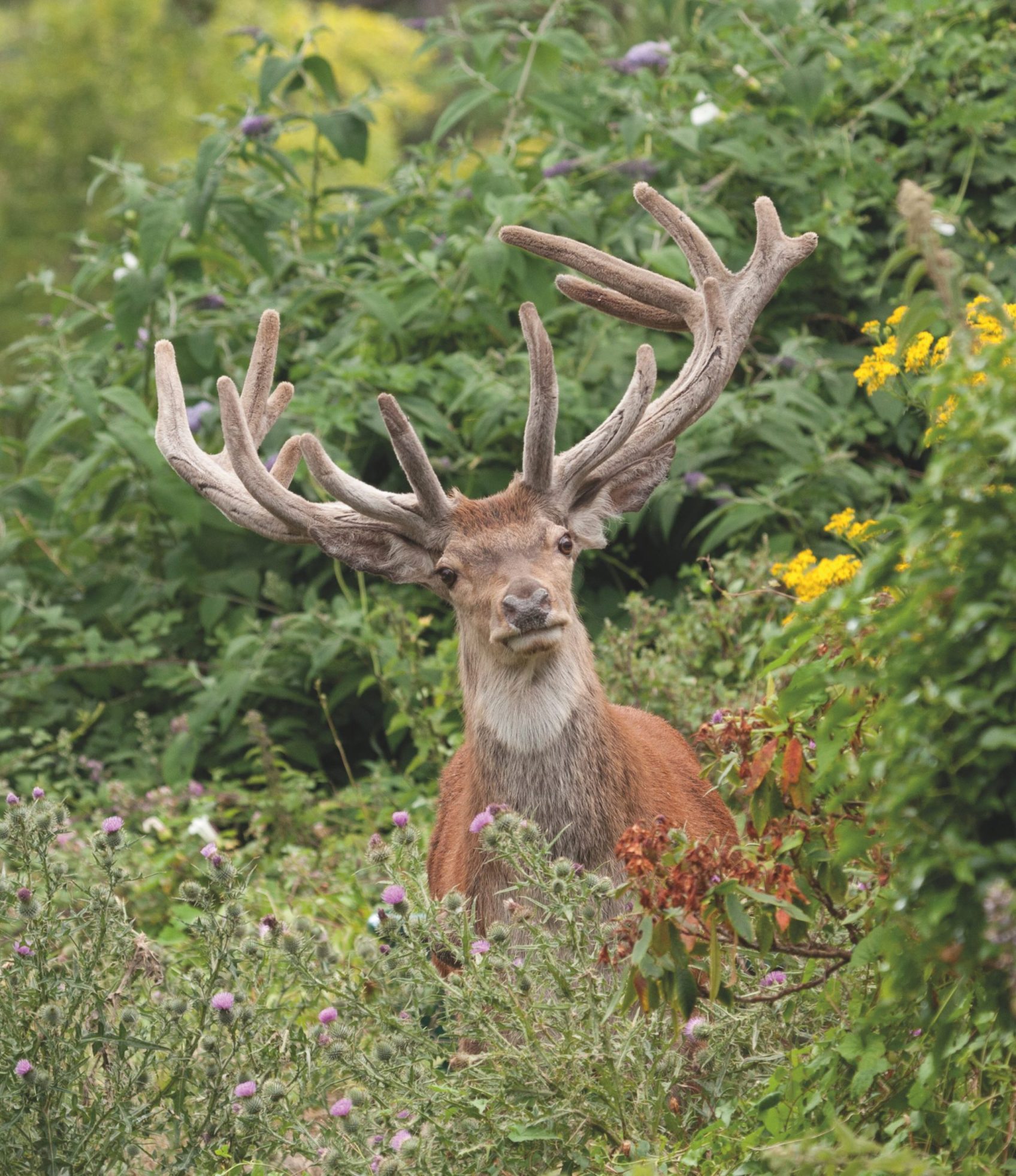 Exmoor’s Majestic Deer: A Guide to Antler Growth and Wildlife ...