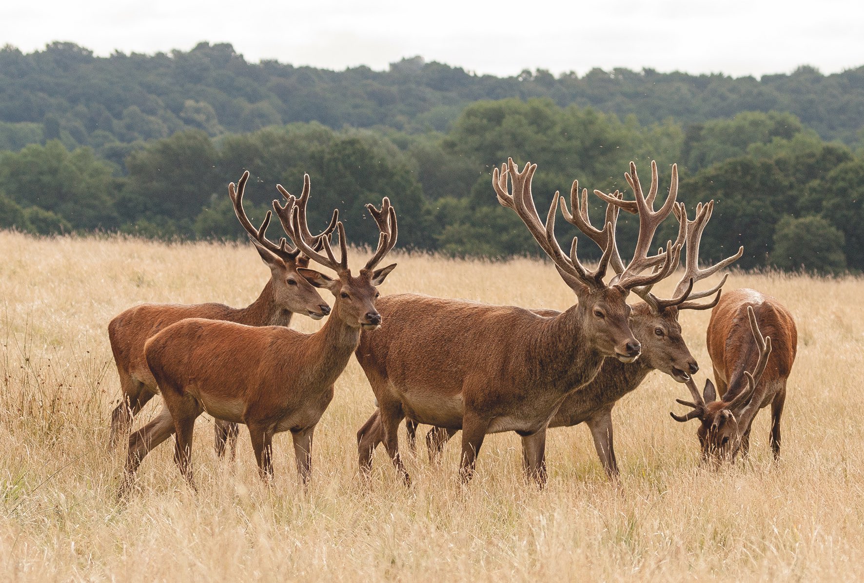 Exmoor’s Majestic Deer: A Guide to Antler Growth and Wildlife ...