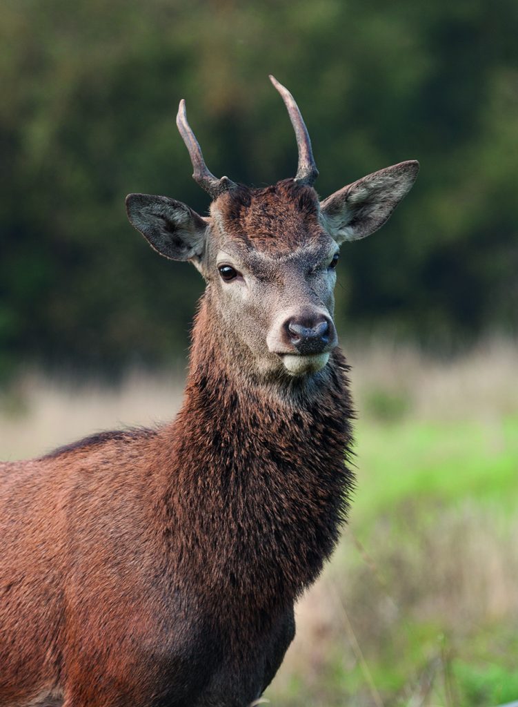 Exmoor’s Majestic Deer: A Guide to Antler Growth and Wildlife ...