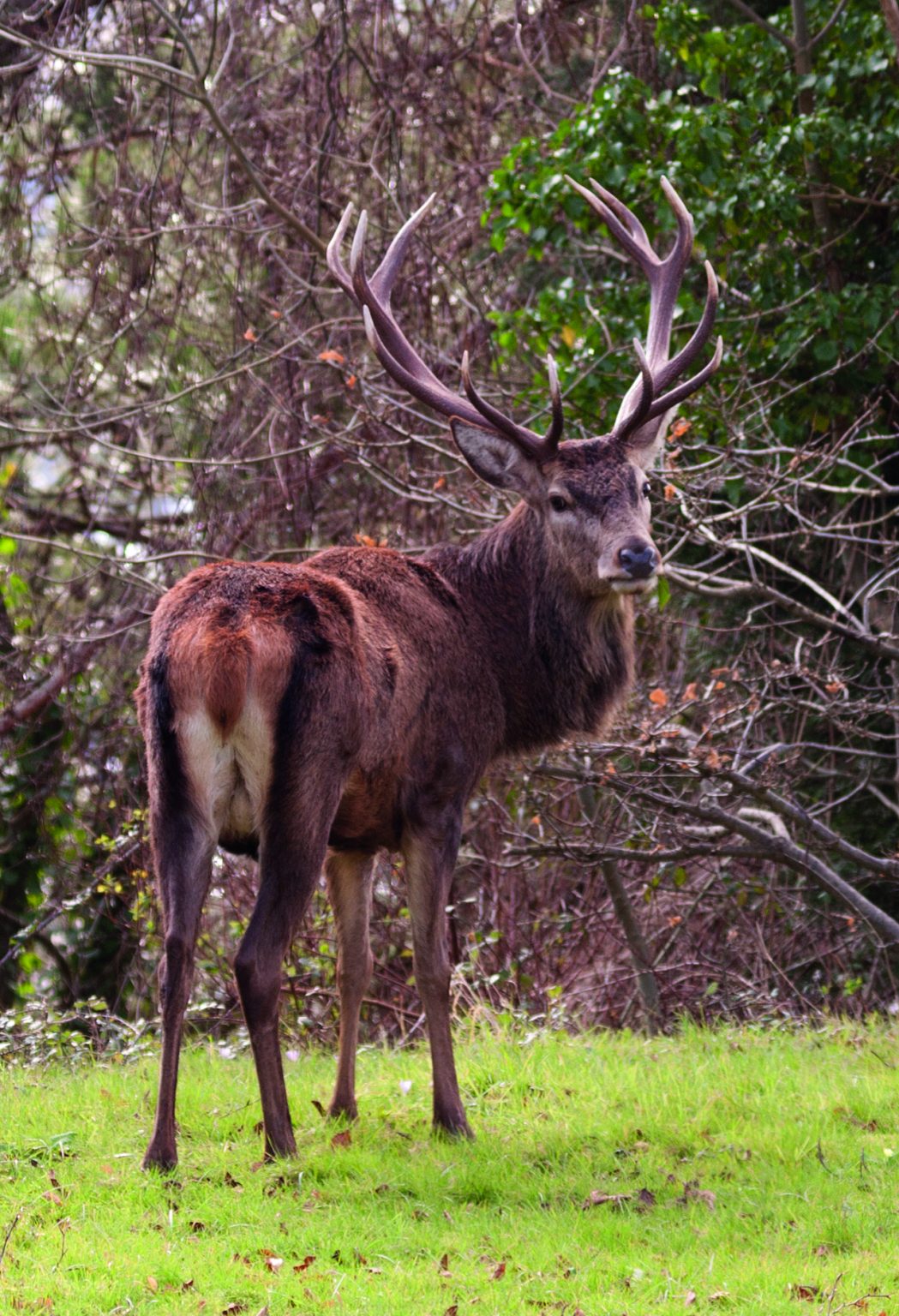 Exmoor’s Majestic Deer: A Guide to Antler Growth and Wildlife ...