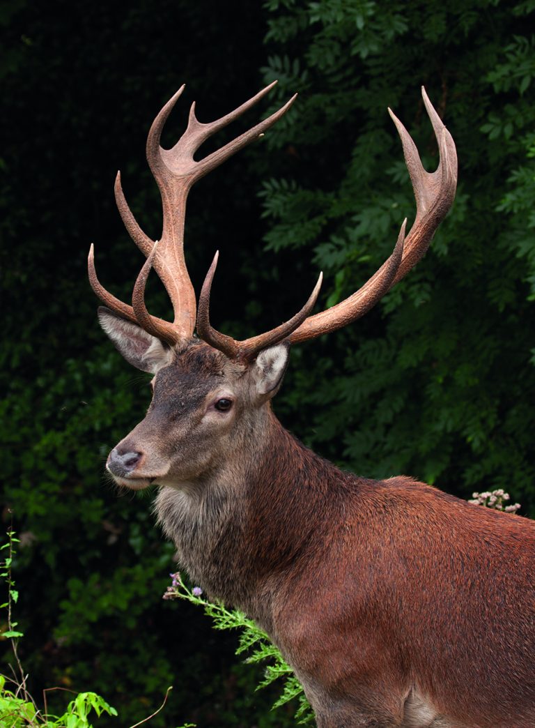 Exmoor’s Majestic Deer: A Guide to Antler Growth and Wildlife ...