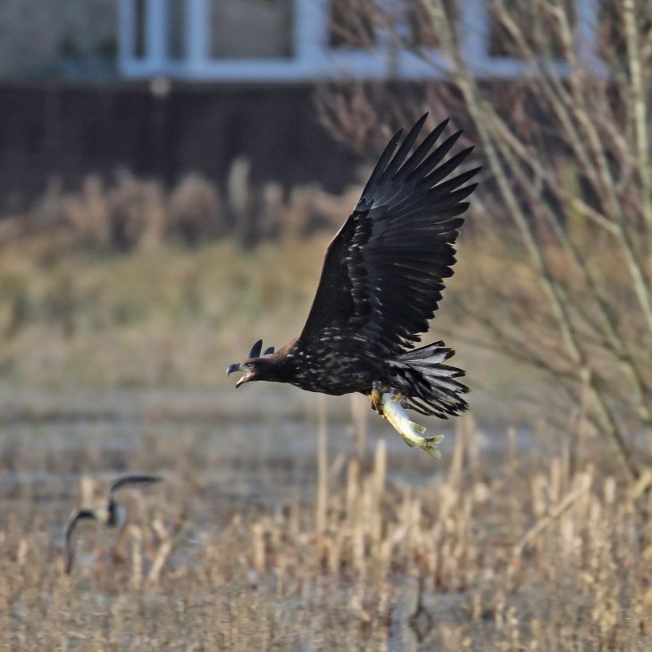 Sea Eagles Archives | The Best of Exmoor Blog