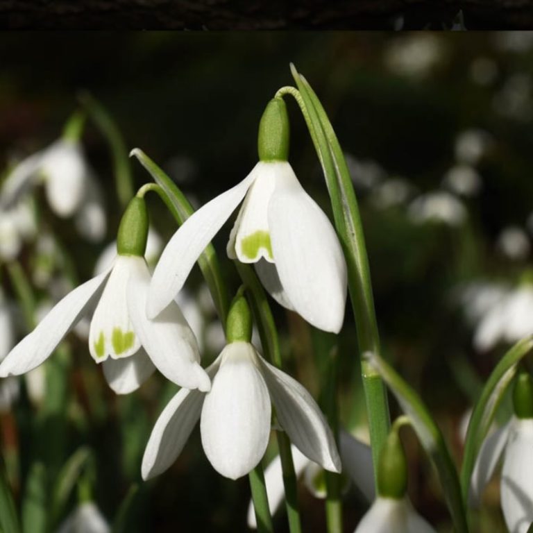 Snowdrop Valley: Exmoor's Stunning February Display | The Best of ...